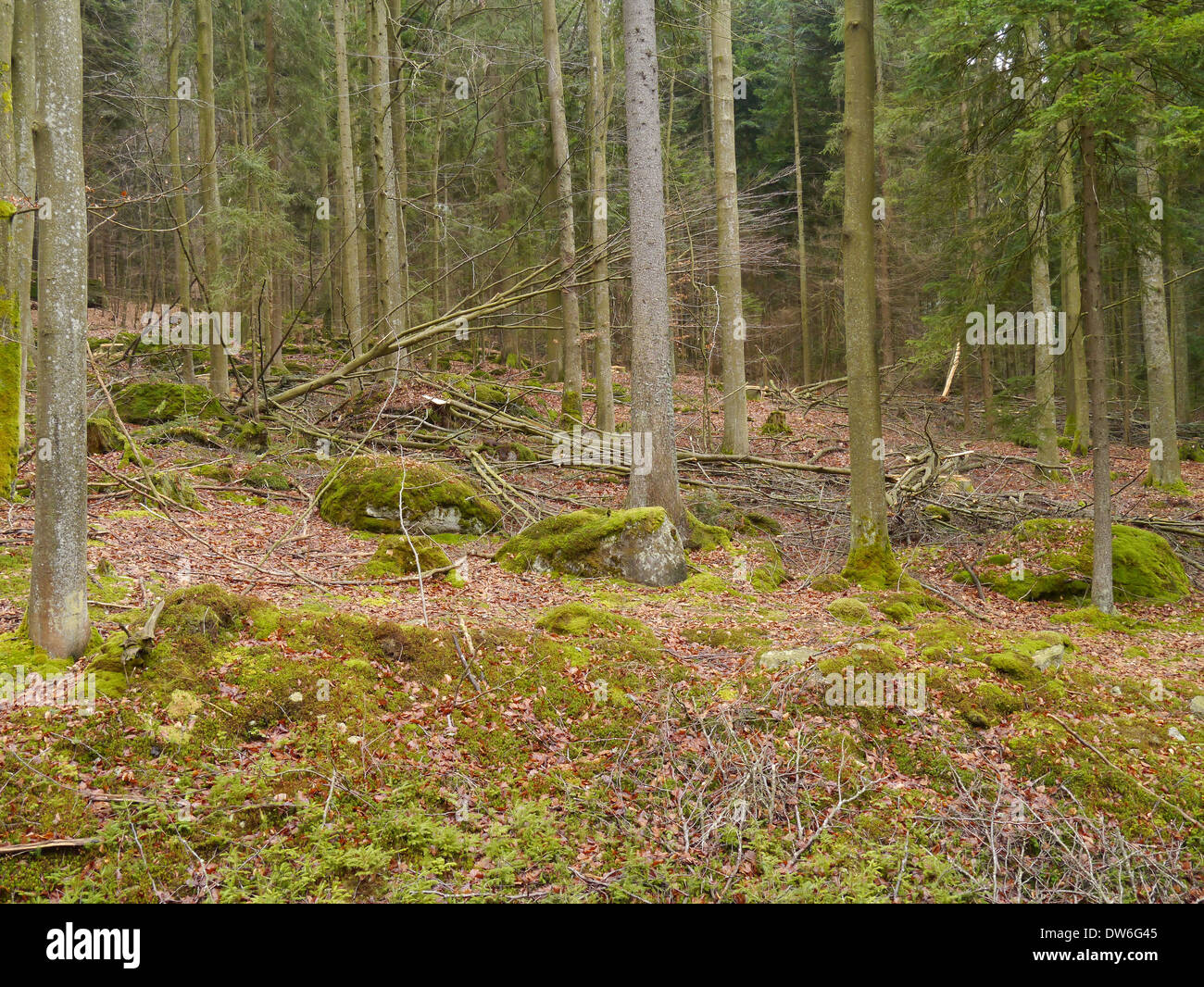 mossy wood ground Stock Photo - Alamy