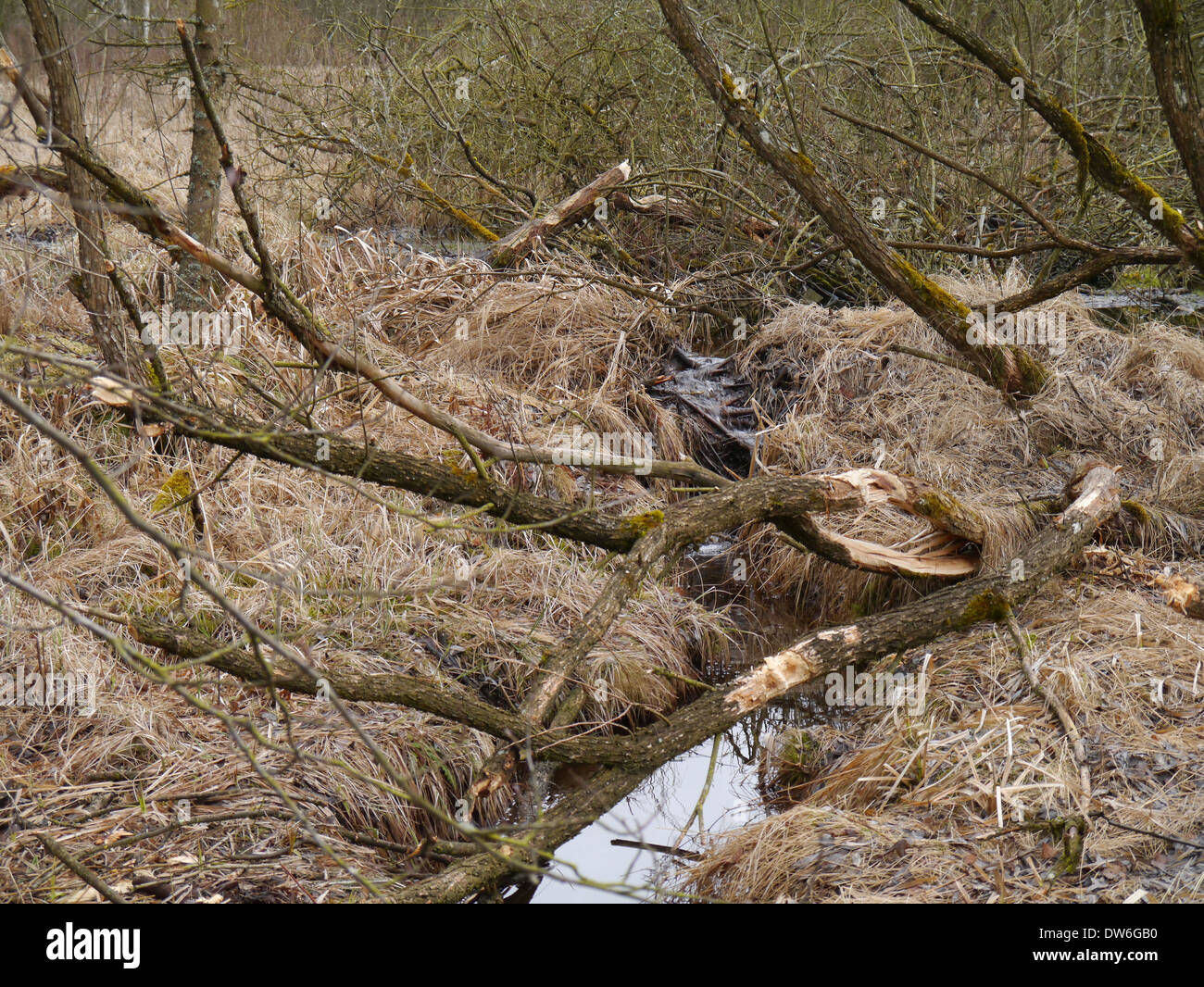Beaver cut on a willow tree in a high moor Stock Photo - Alamy