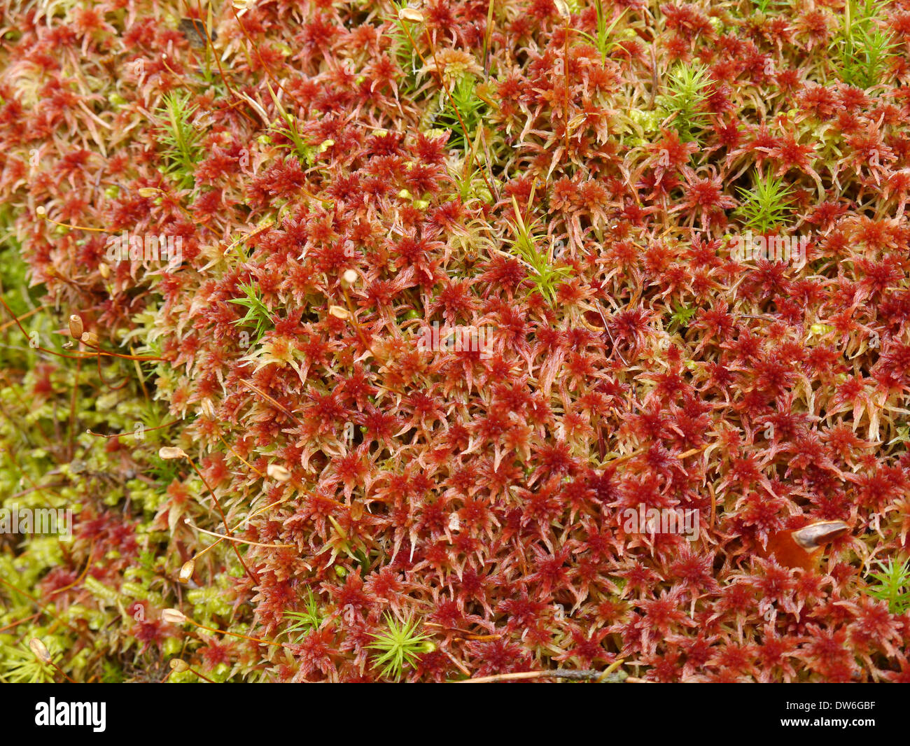 Peat moos hi-res stock photography and images - Alamy