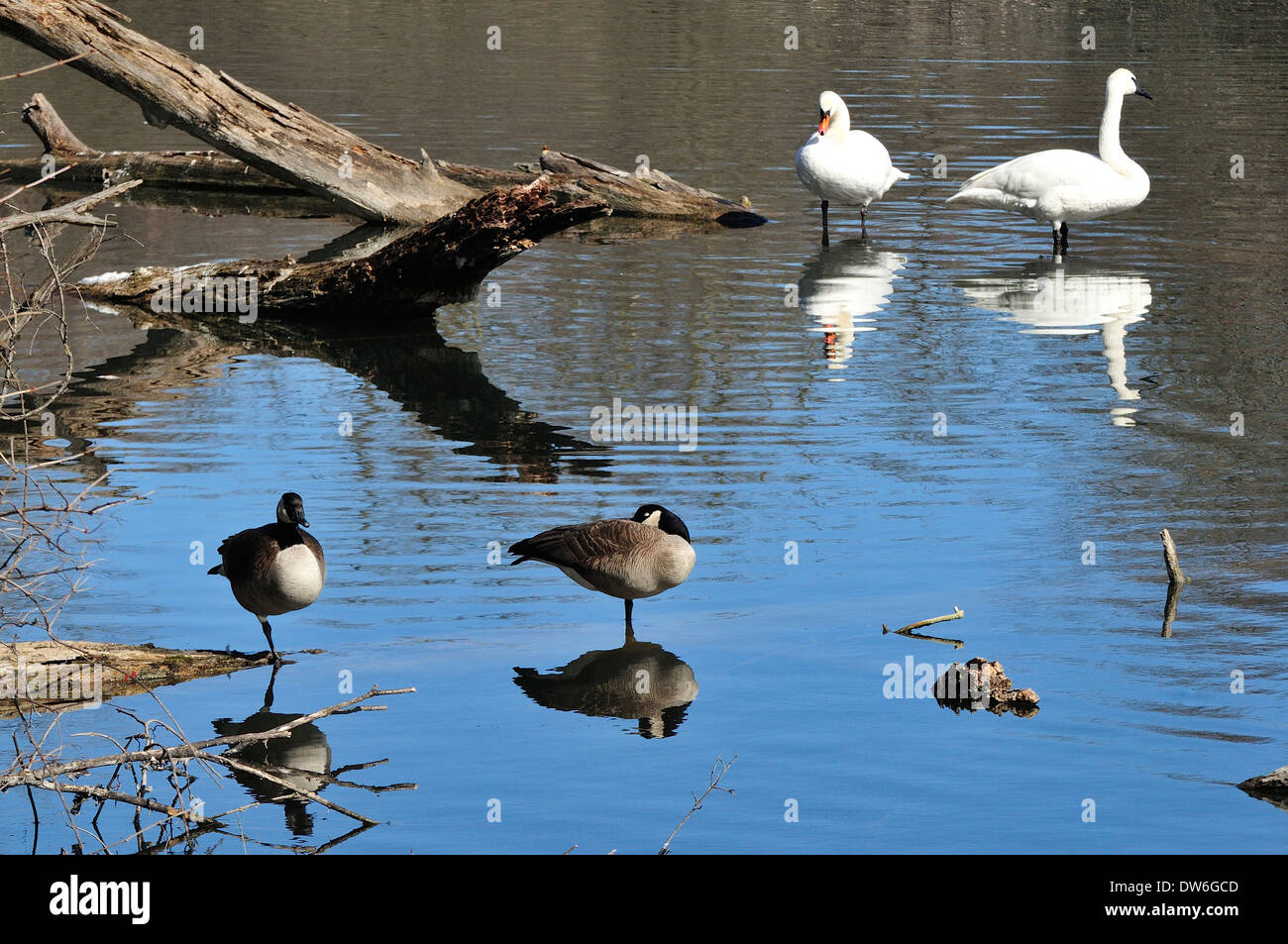 Waterfowl at river hi-res stock photography and images - Alamy