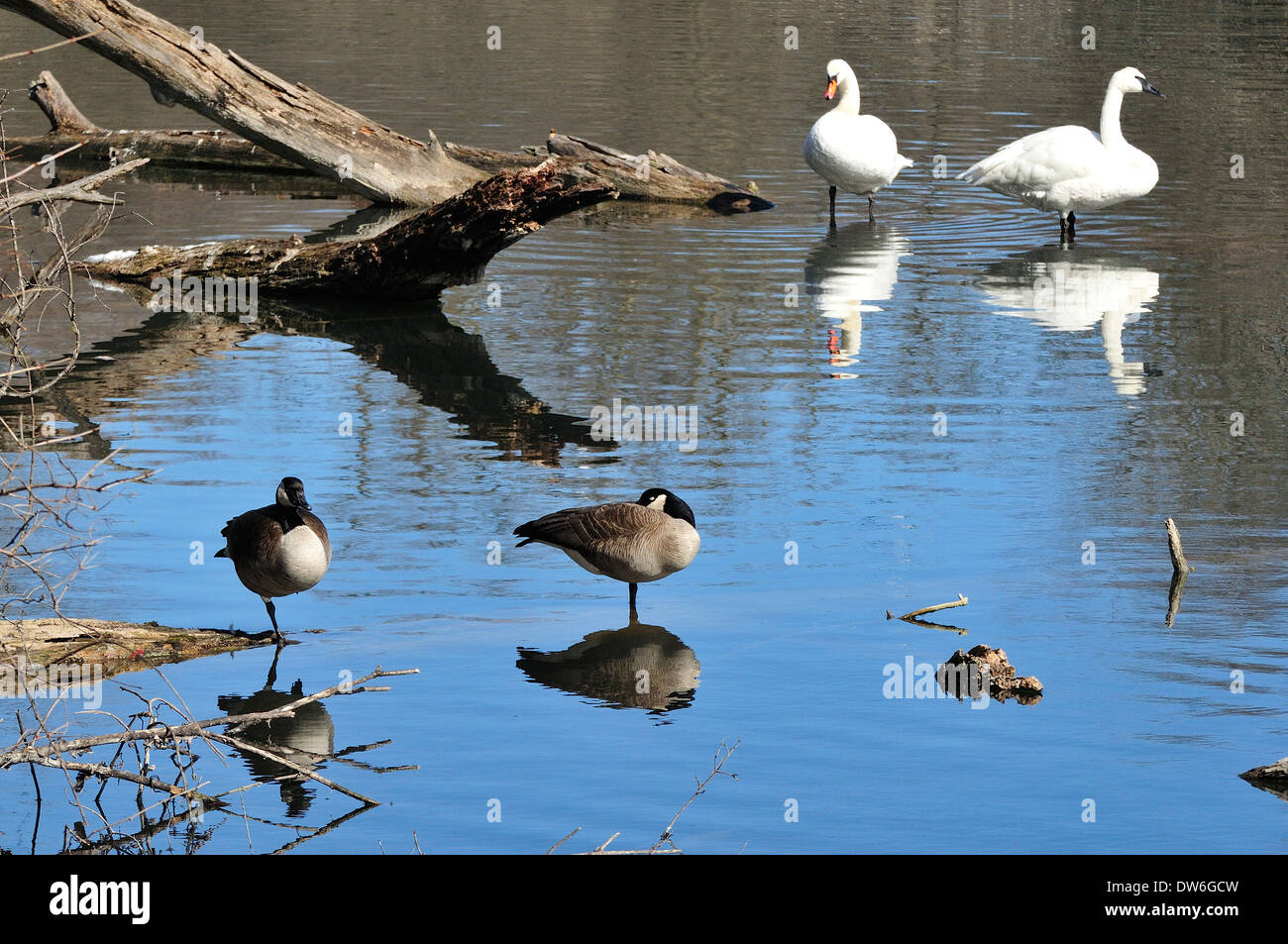 Waterfowl on river channel Stock Photo - Alamy