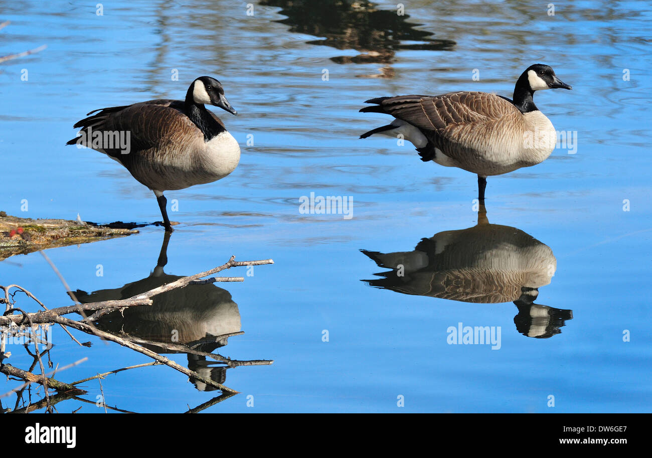Canadian geese canadensis male female hi-res stock photography and ...