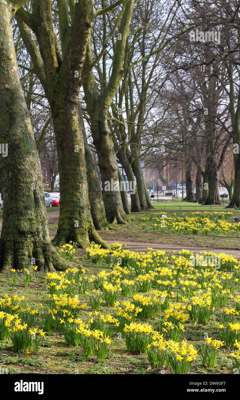 Bedford, UK. 1st March, 2014. Blossom on trees along the Embankment as ...