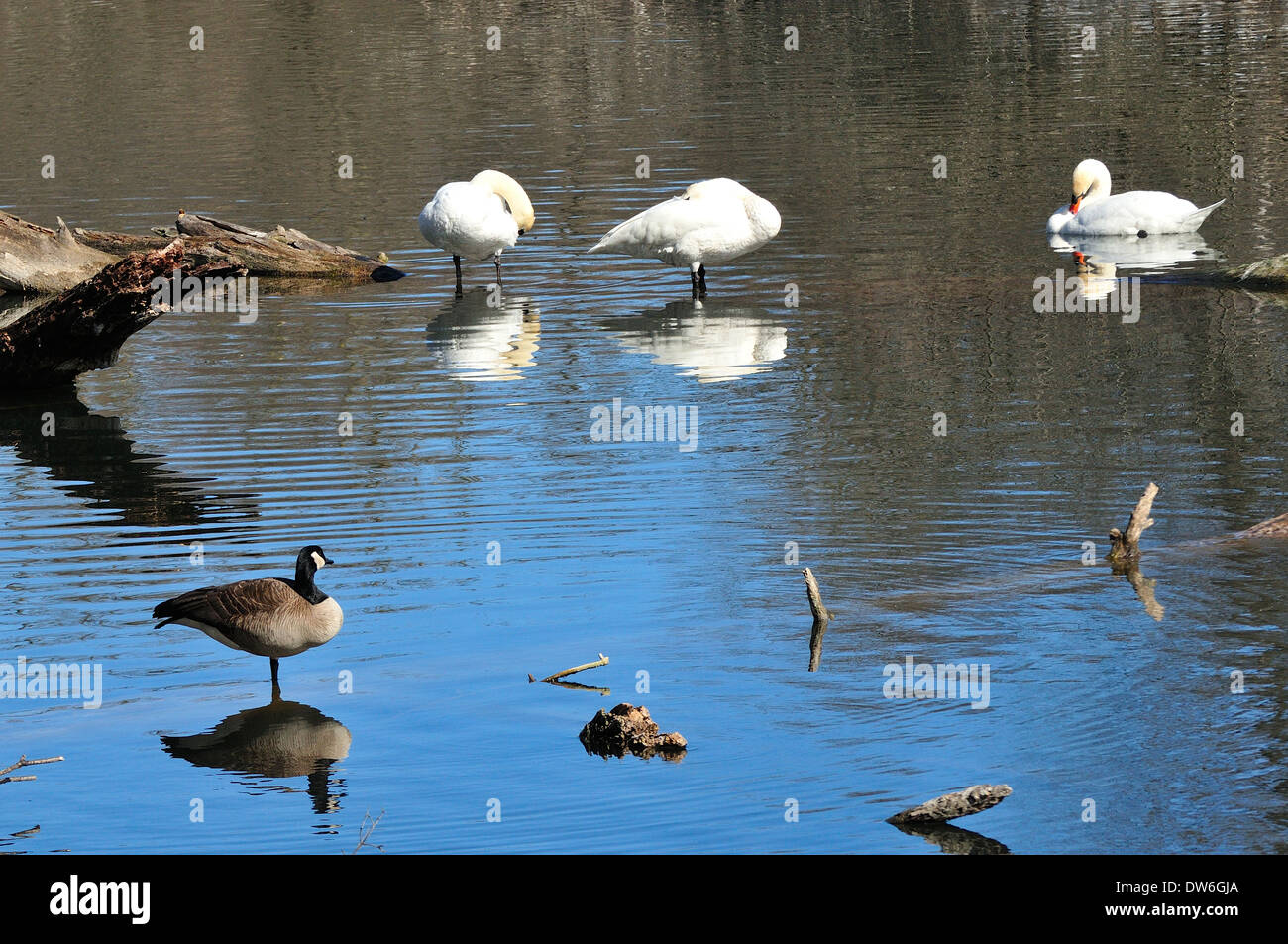 Waterfowl habitat hi-res stock photography and images - Alamy