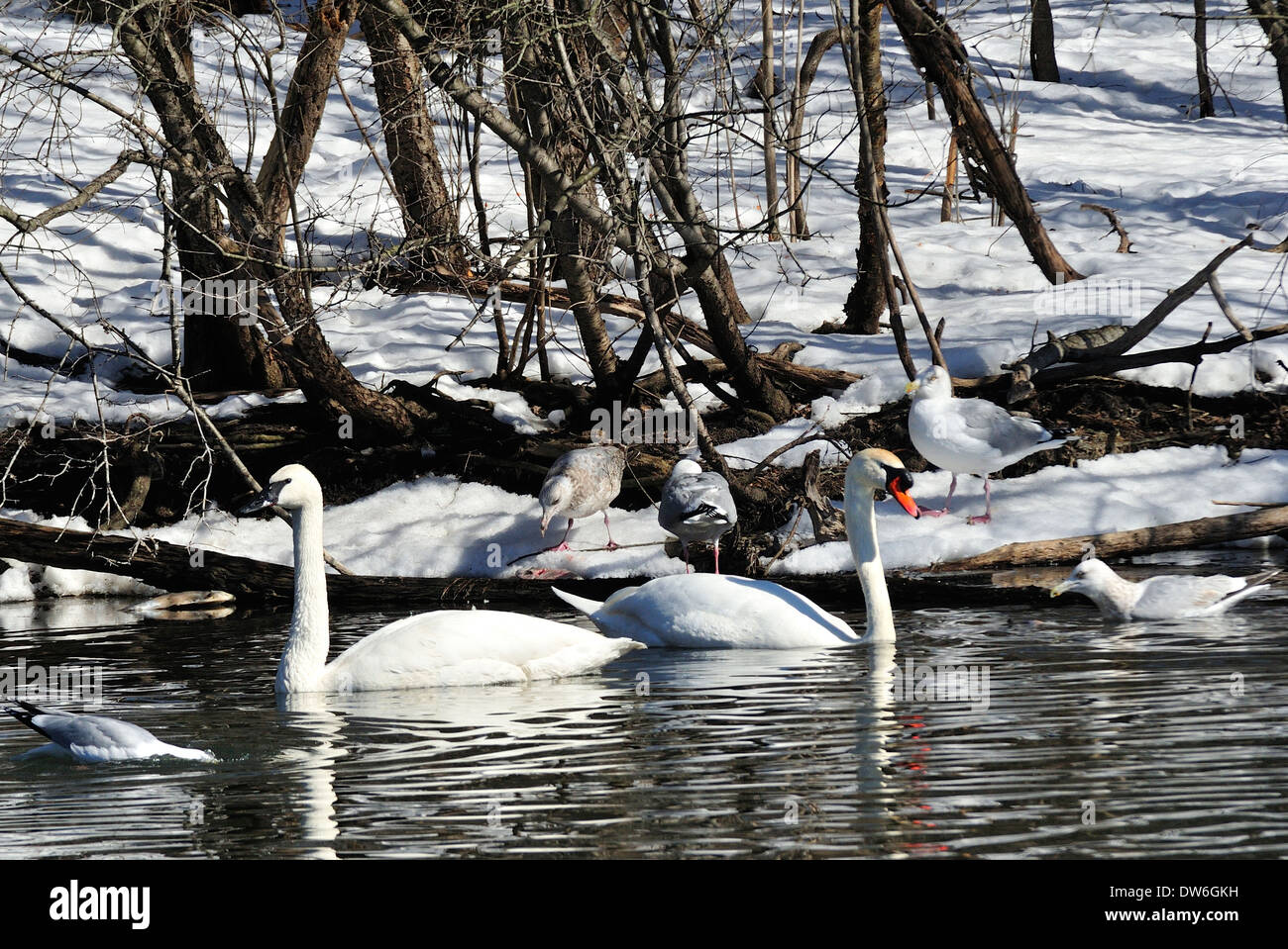 The swan fox hi-res stock photography and images - Alamy