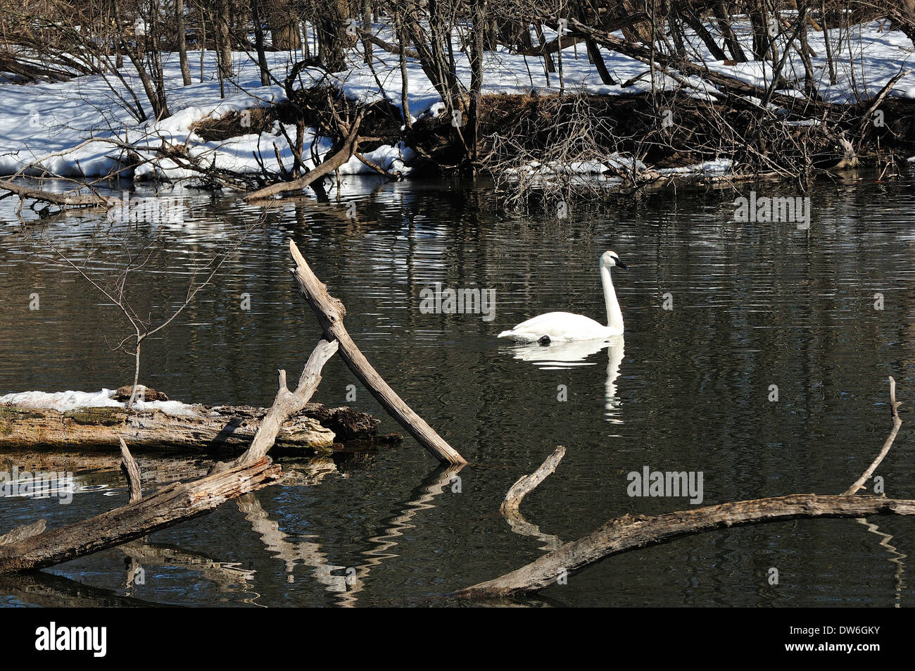 Trumpeter and mute swans hi-res stock photography and images - Alamy