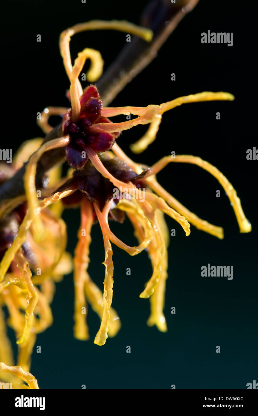 Hazel bernstein hi-res stock photography and images - Alamy