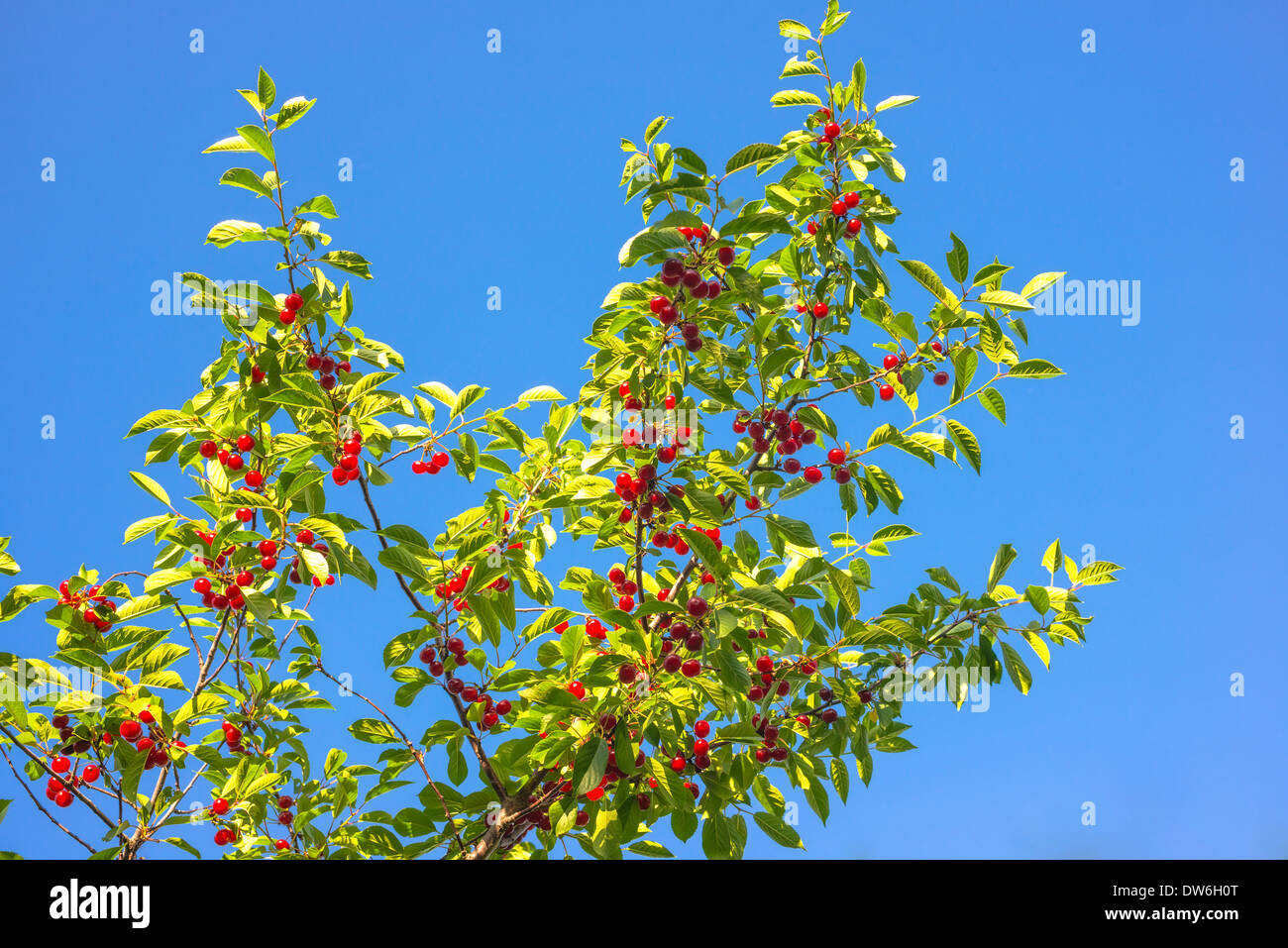 Blue dacha hi-res stock photography and images - Alamy