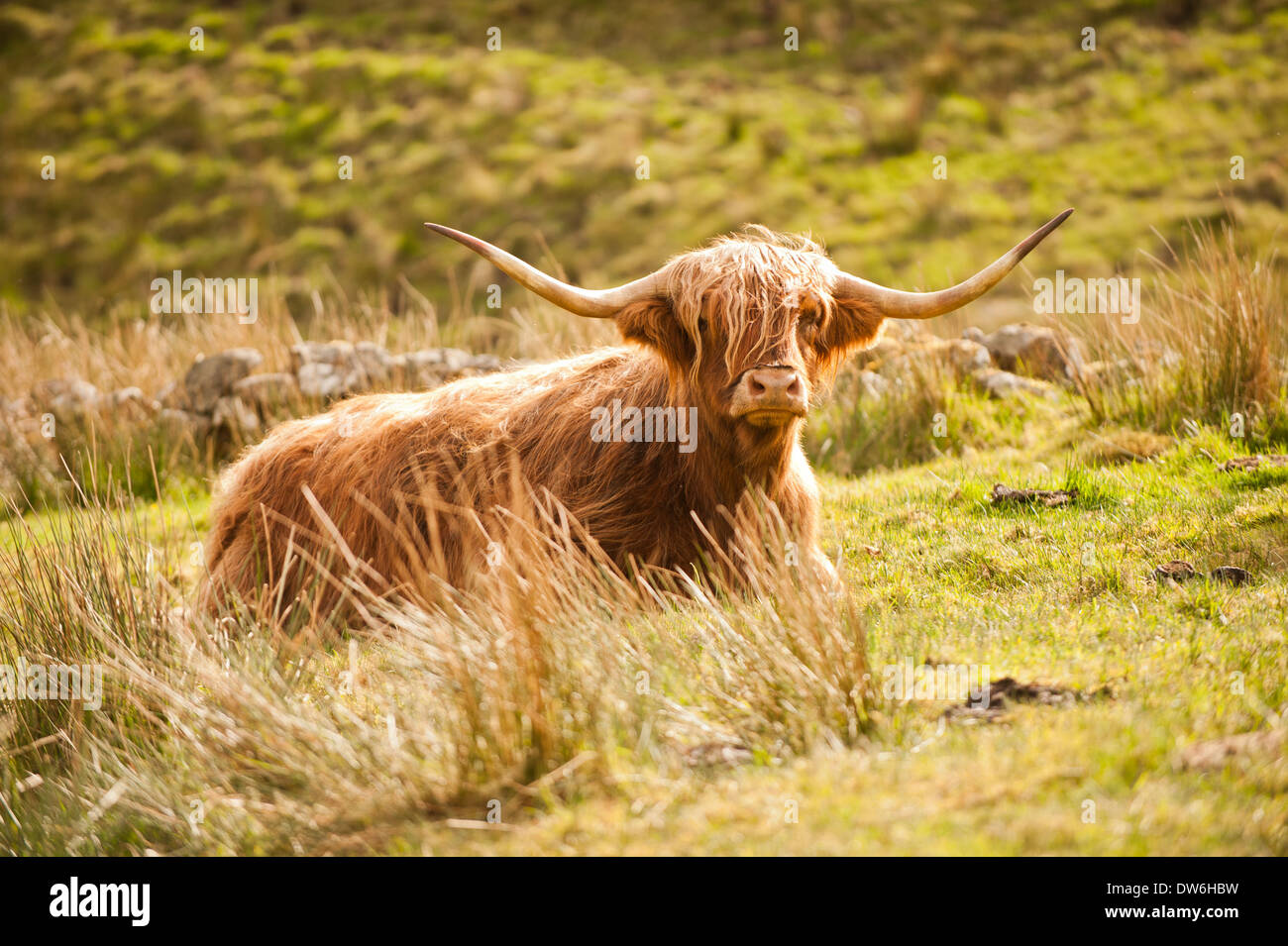 Long haired Highland cow at knockengorroch world Ceilidh Stock Photo ...