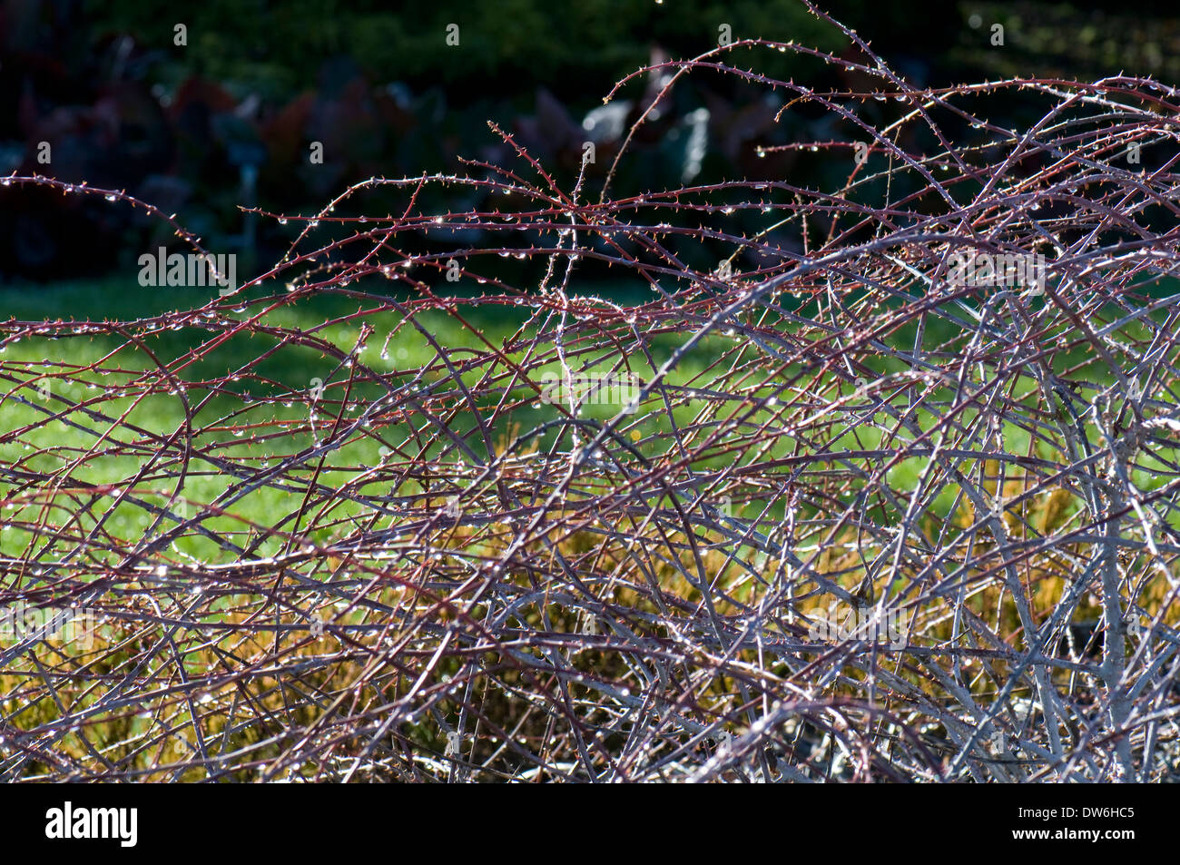 Rubus cockburnianus hi-res stock photography and images - Alamy