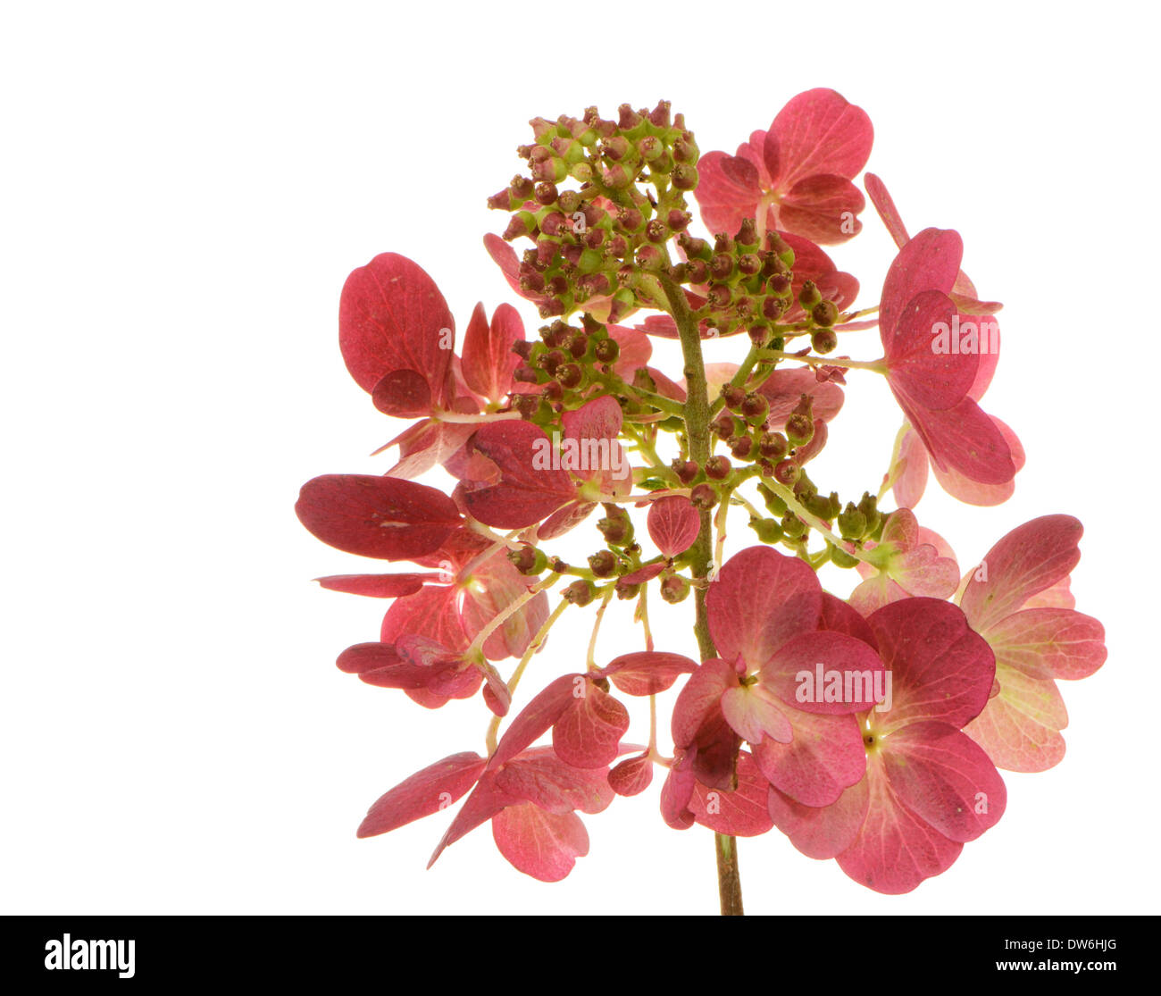 Hydrangea isolated leaf hi-res stock photography and images - Alamy