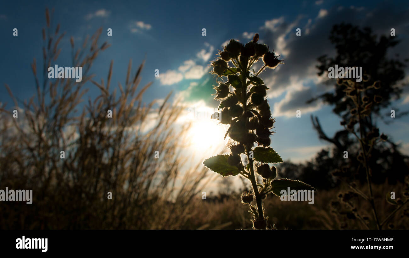 Rural weed hi-res stock photography and images - Alamy