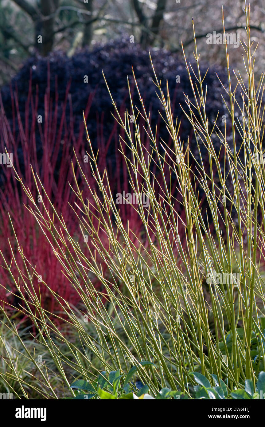 Cornus stolonifera hi-res stock photography and images - Alamy