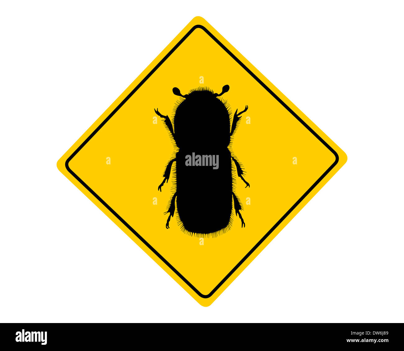 Black bark beetle Cut Out Stock Images & Pictures - Alamy