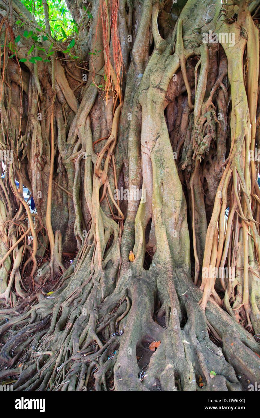 Old tree roots hi-res stock photography and images - Alamy
