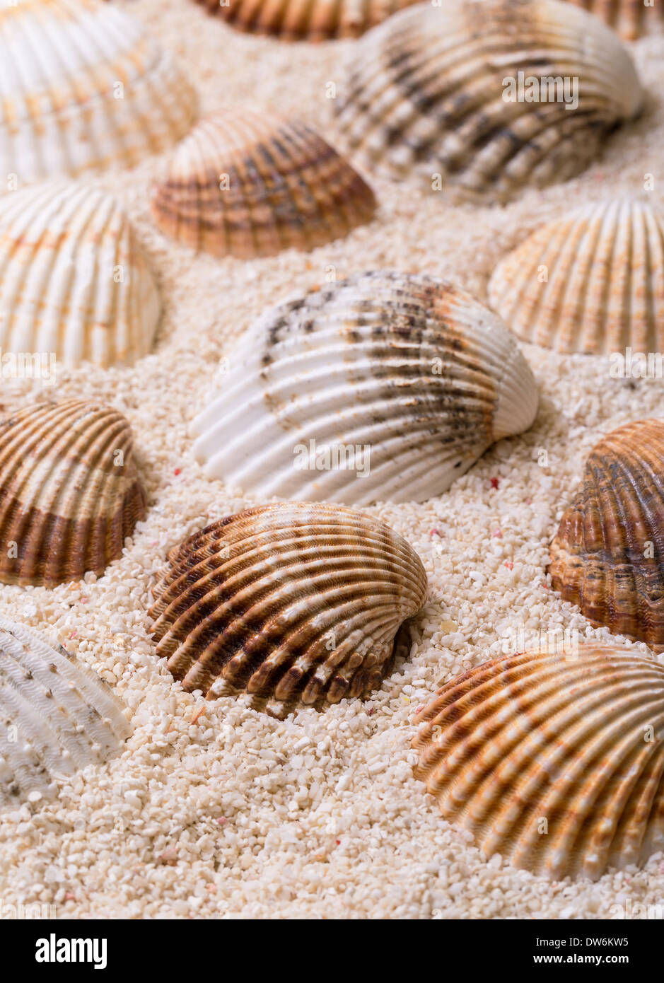 Sea shells with coral sand as background Stock Photo - Alamy