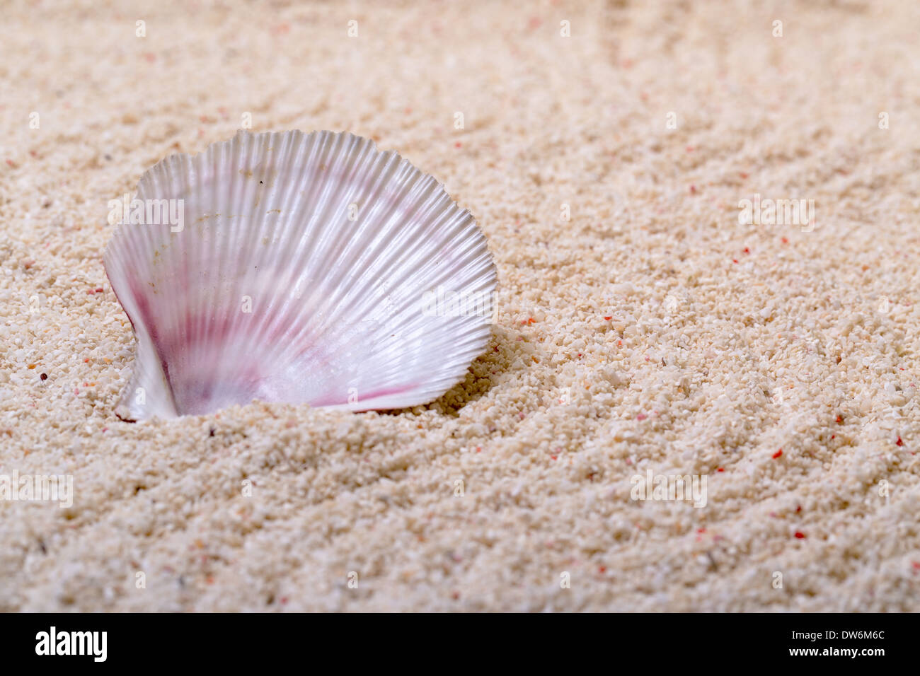 Coral and shells hi-res stock photography and images - Alamy