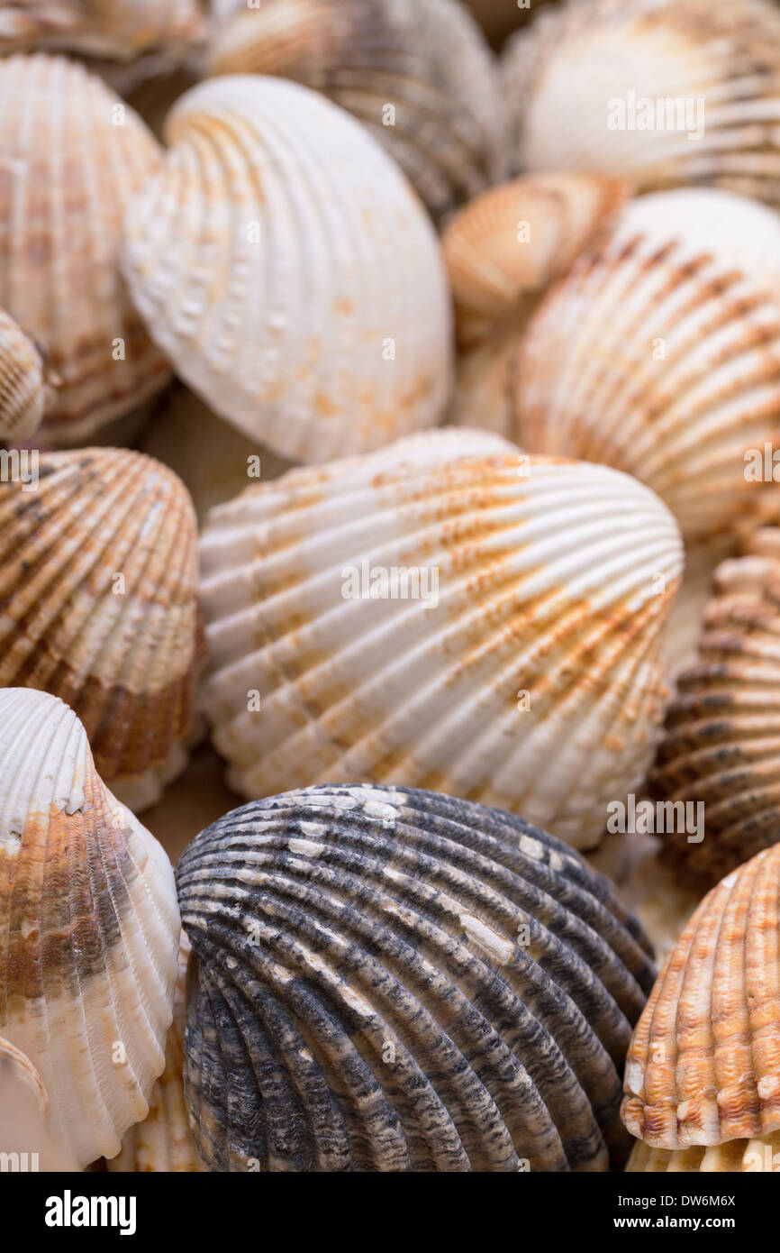 Textured shells hi-res stock photography and images - Alamy