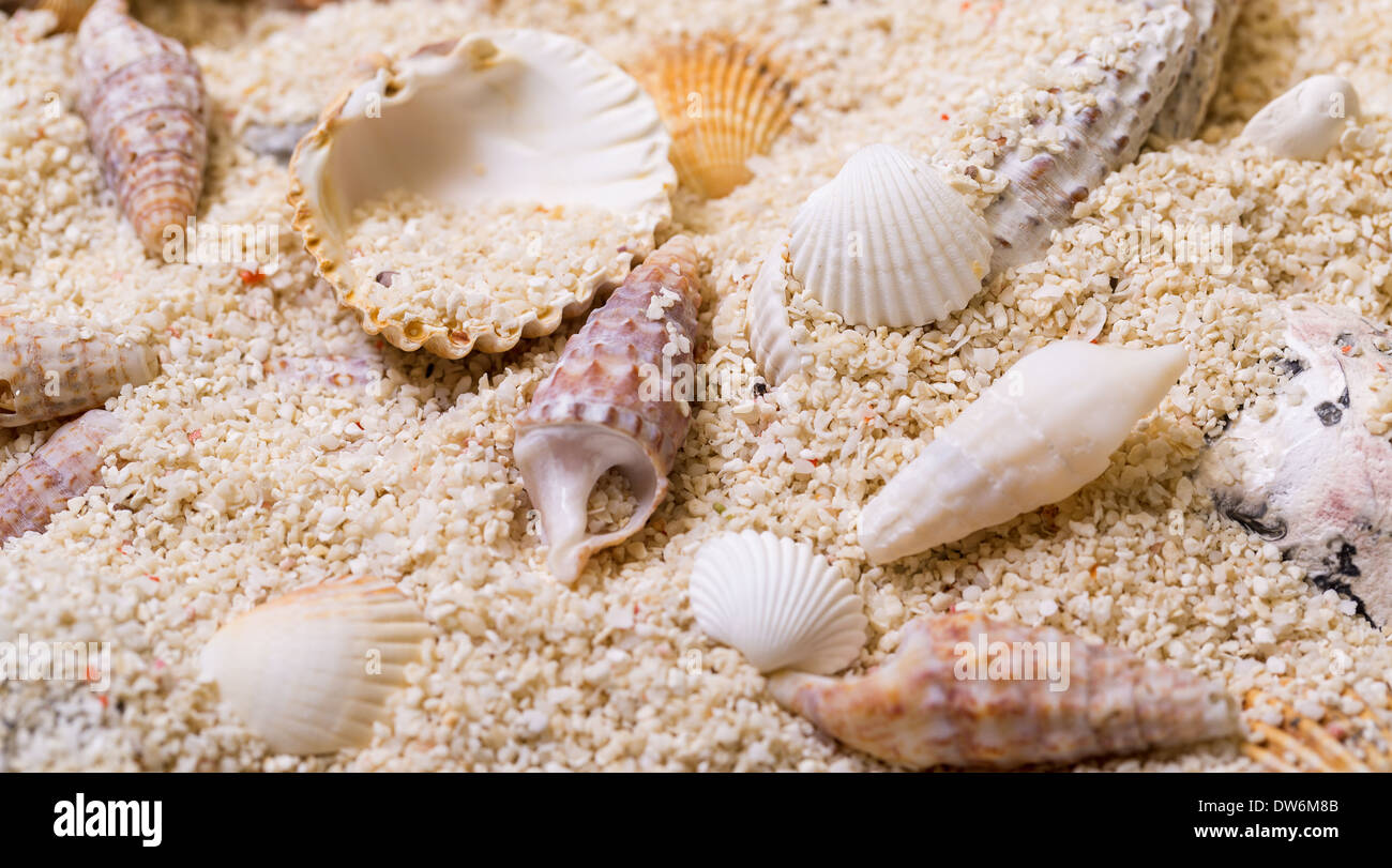 Sea shells with coral sand as background Stock Photo - Alamy