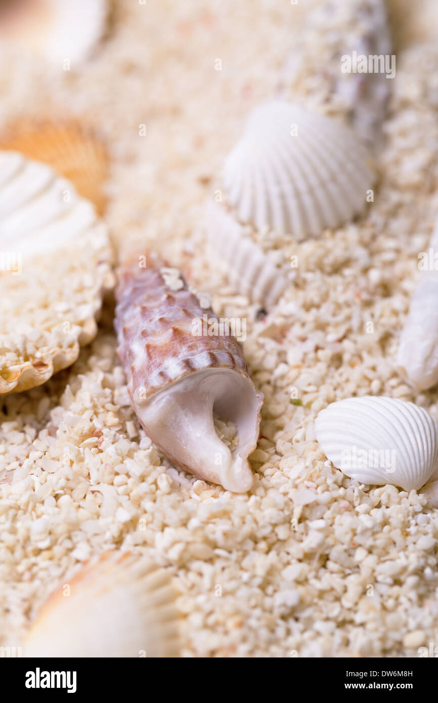 Coral and shells hi-res stock photography and images - Alamy
