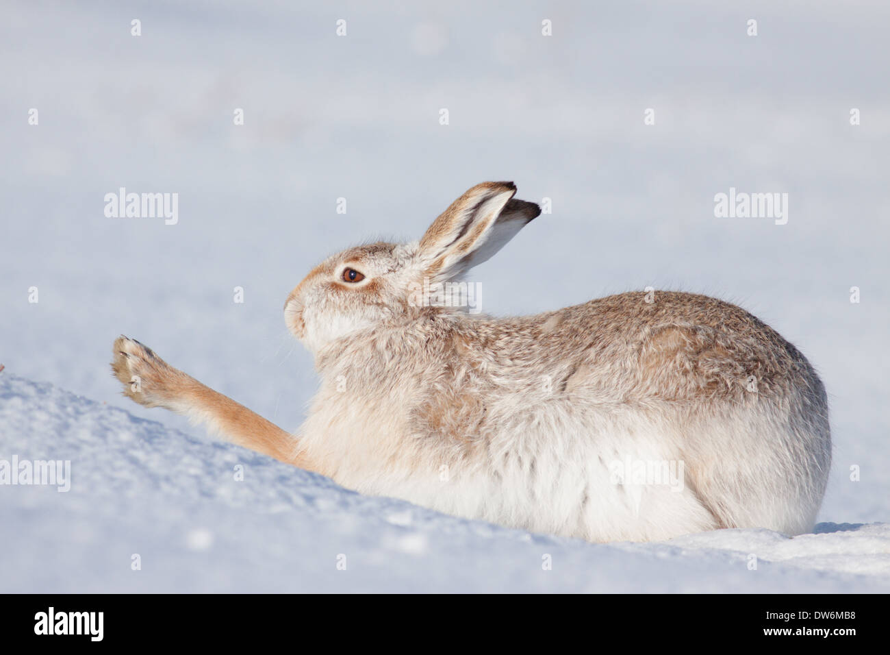 Arctic hare stretching hi-res stock photography and images - Alamy