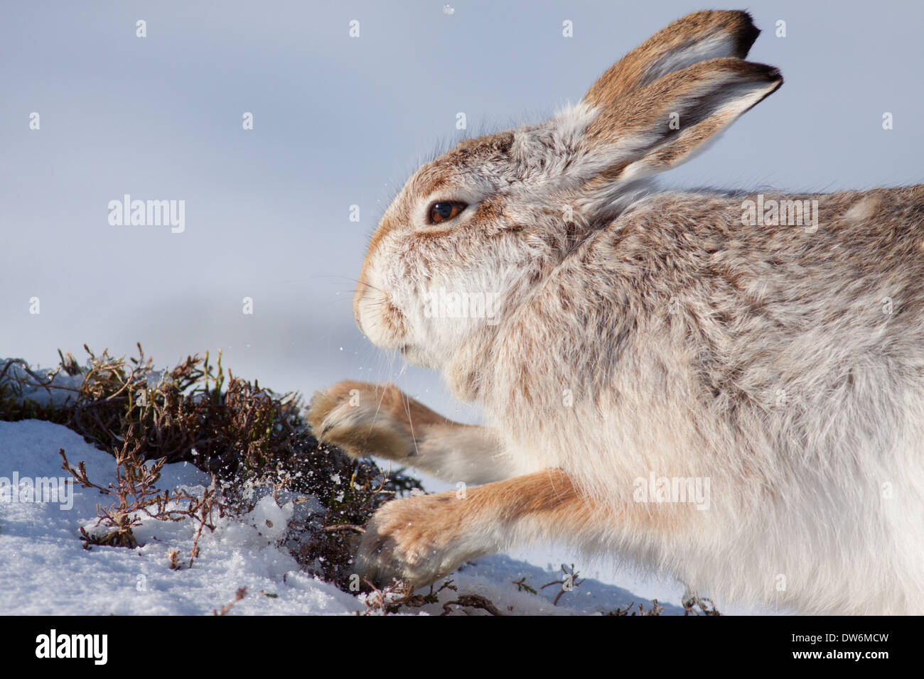 Mountain hare (Lepus timidus) in winter pelage digging for heather in ...