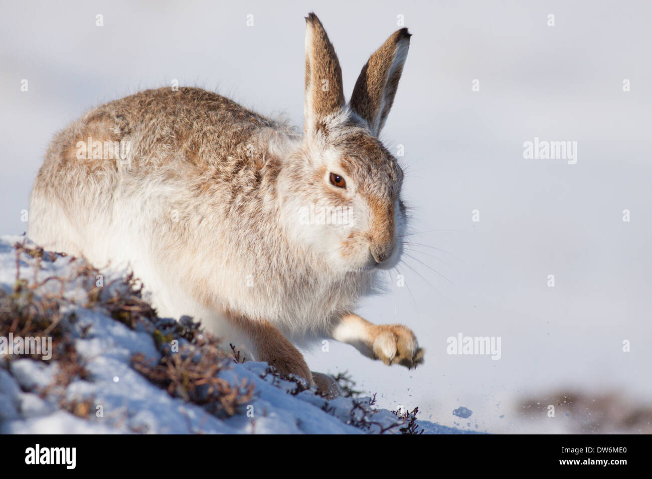 Mountain hare (Lepus timidus) in winter pelage digging for heather in ...