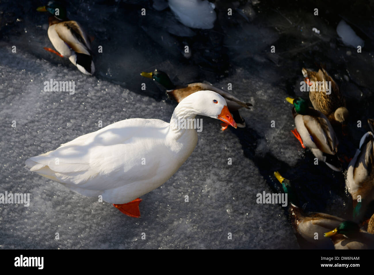 White Embden Goose with blue eyes and Mallard ducks in icy water of ...