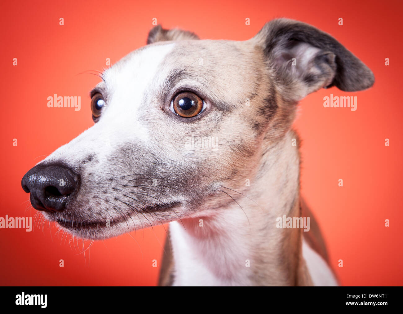 Whippet dog hi-res stock photography and images - Alamy