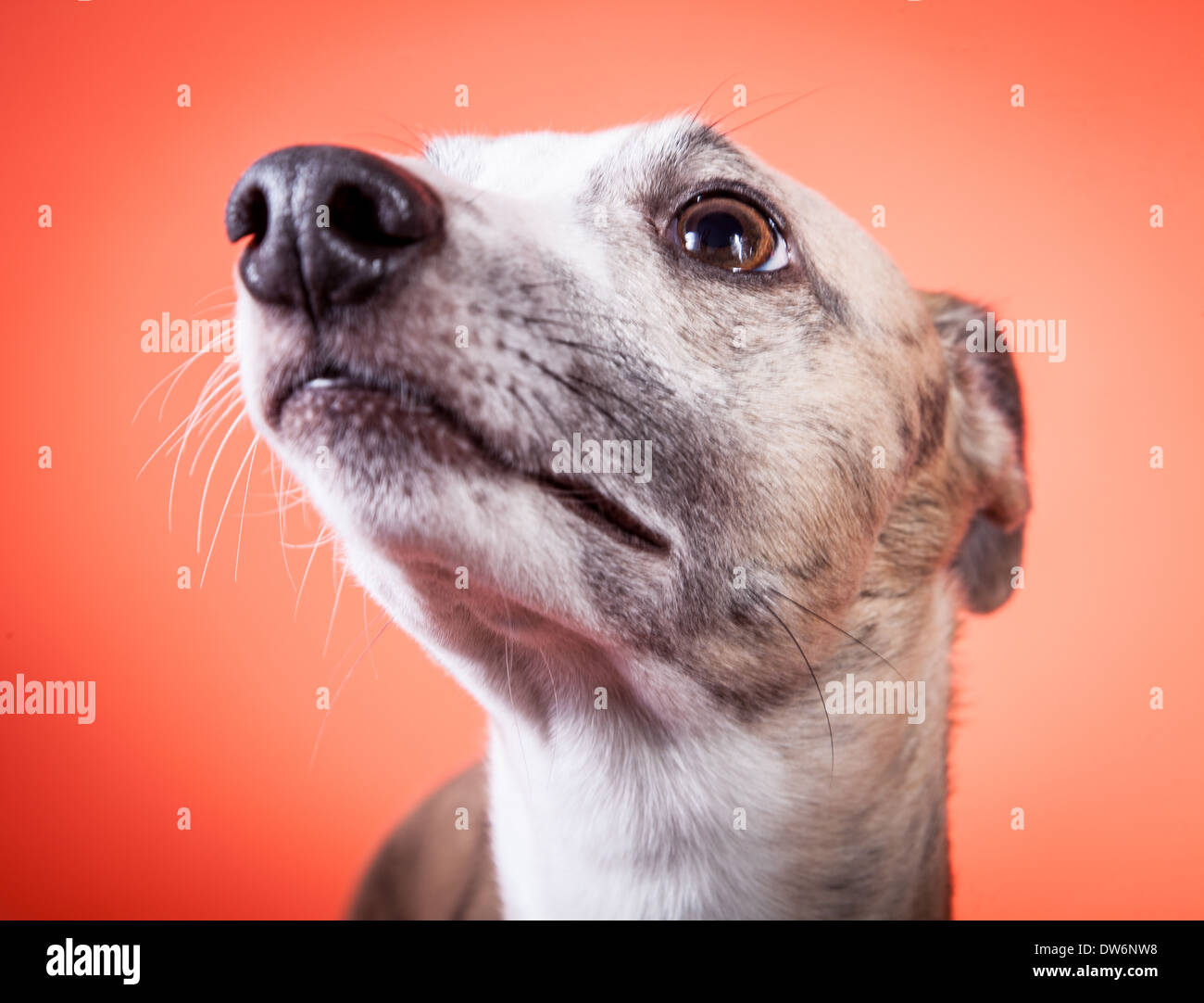 Whippet dog portrait Stock Photo - Alamy