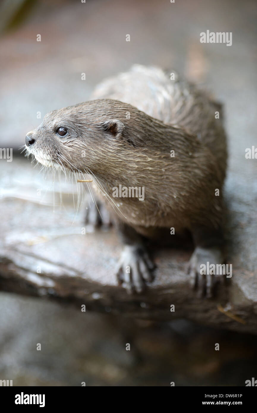 A close up shot of an Otter Stock Photo - Alamy