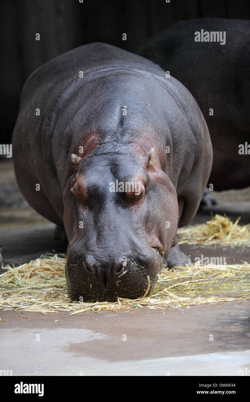Hippo calf rest hi-res stock photography and images - Alamy