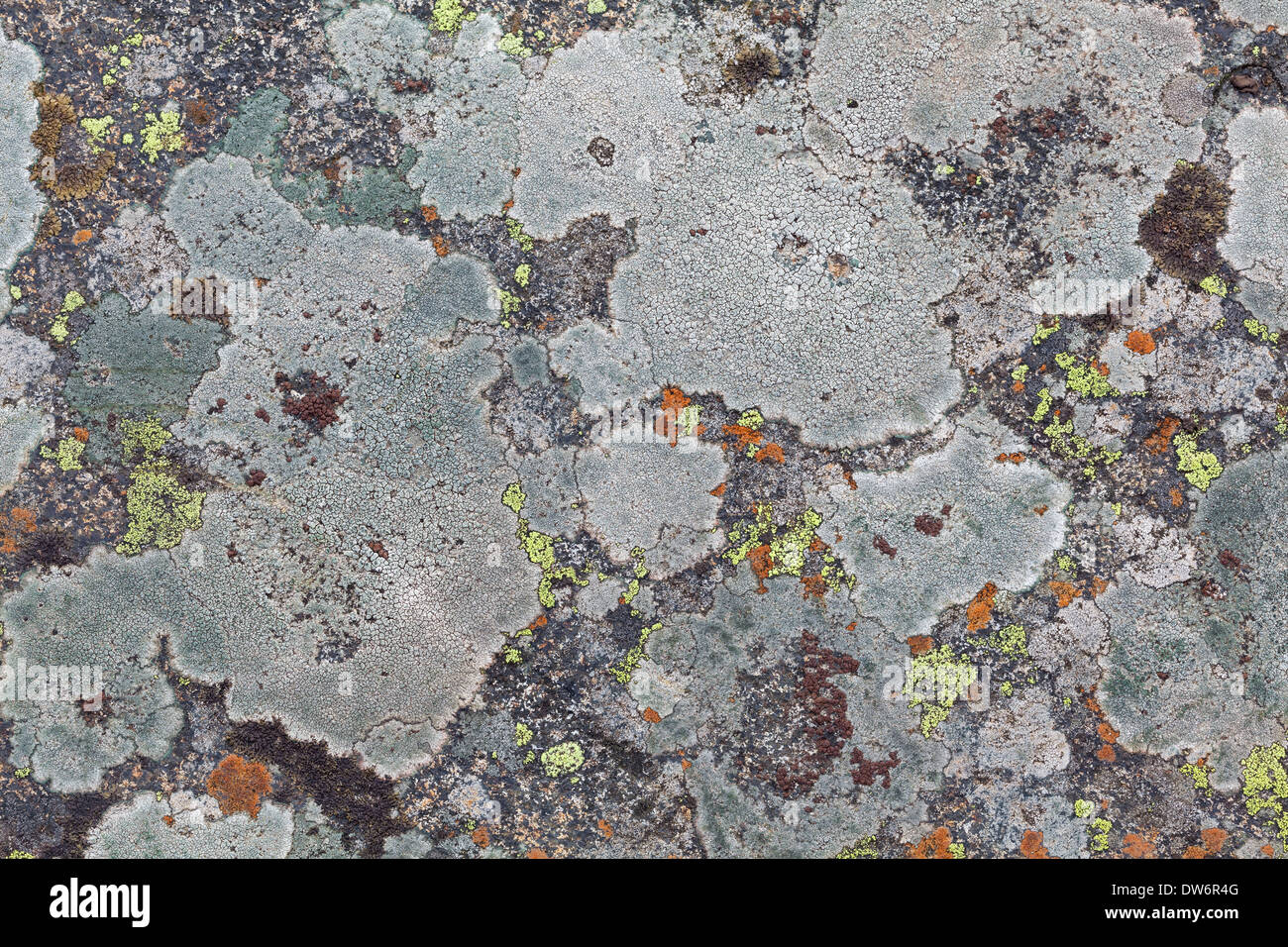 Lichen textures hi-res stock photography and images - Alamy