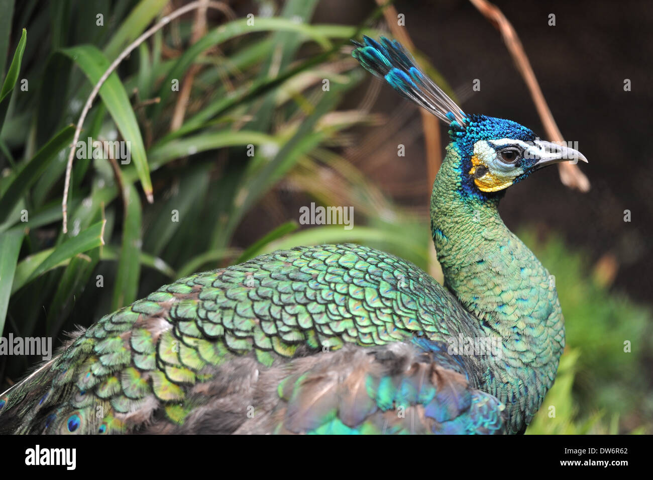 Peacock sitting on tree branch hi-res stock photography and images - Alamy