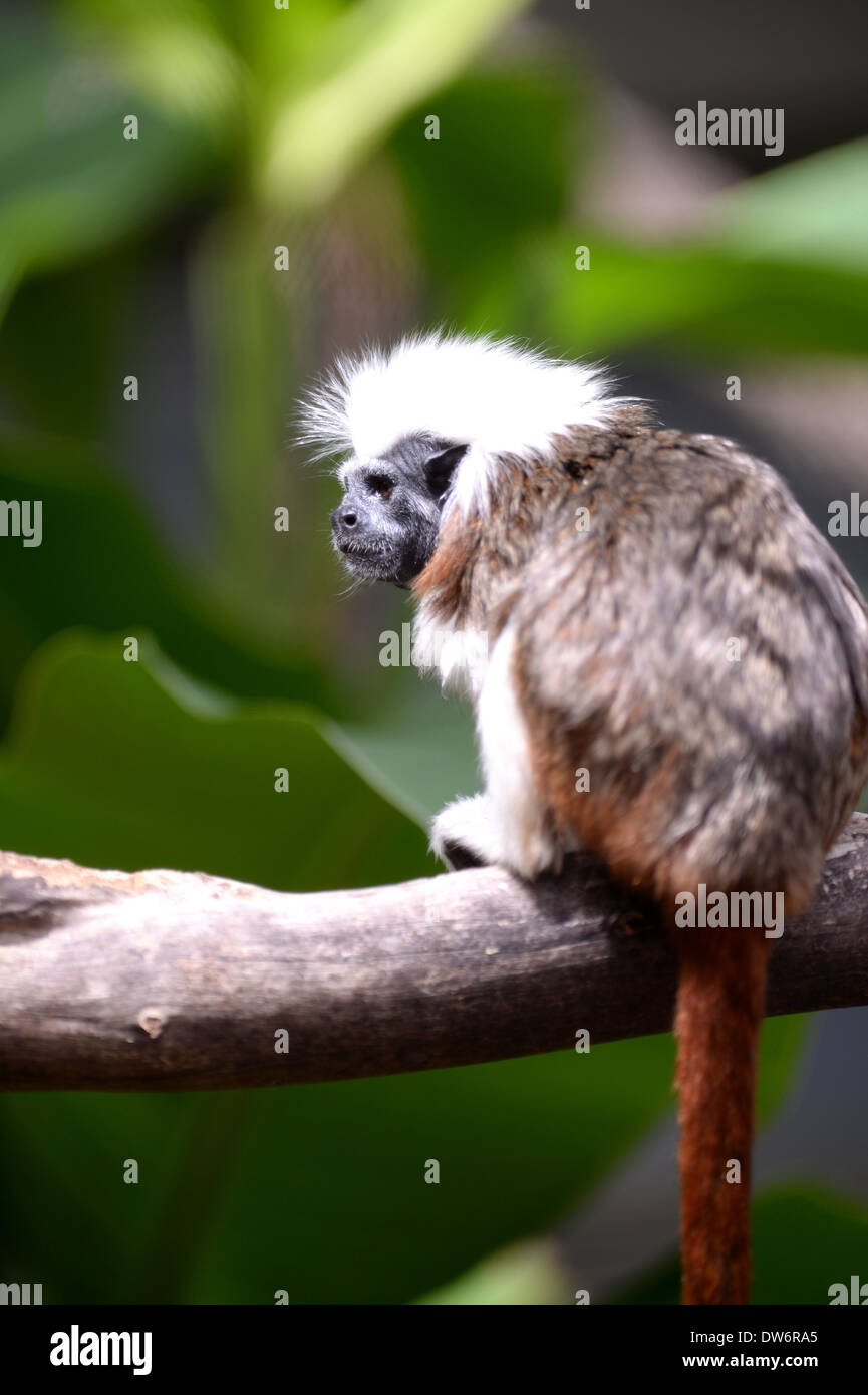 Cotton top tamarin and eating hi-res stock photography and images - Alamy