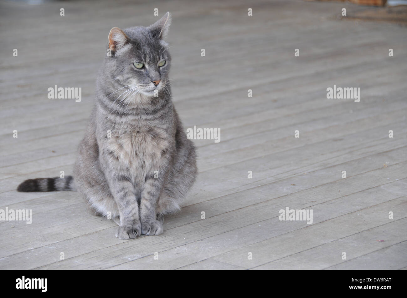 Barn Farm CAT Stock Photo - Alamy