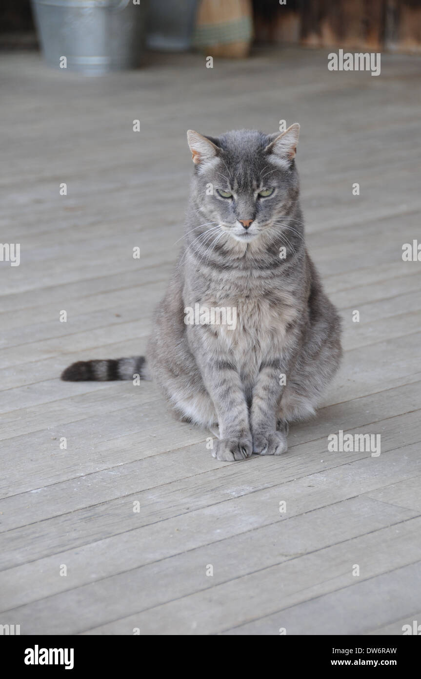 Barn Farm CAT Stock Photo - Alamy