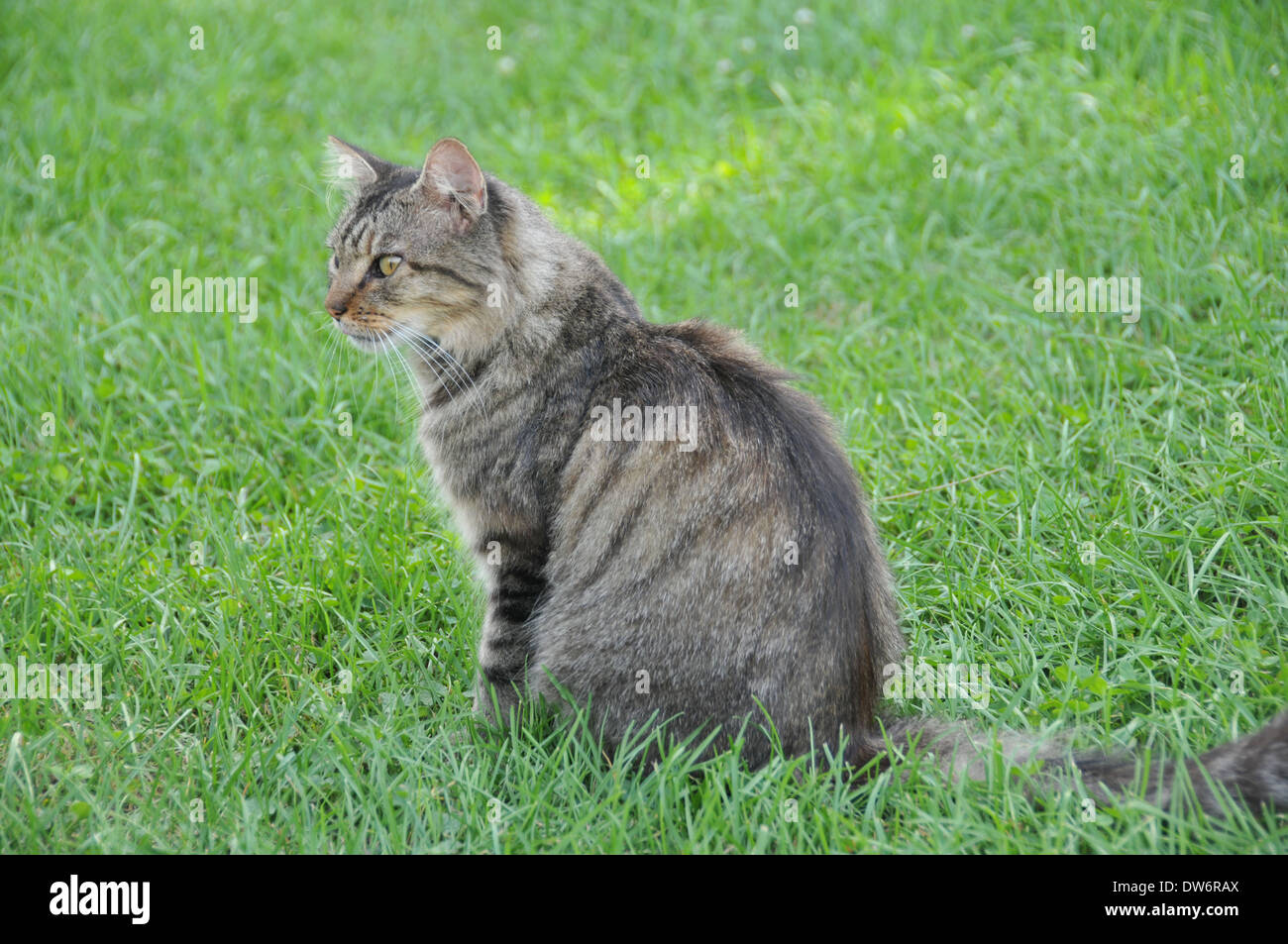 Barn Farm CAT Stock Photo - Alamy