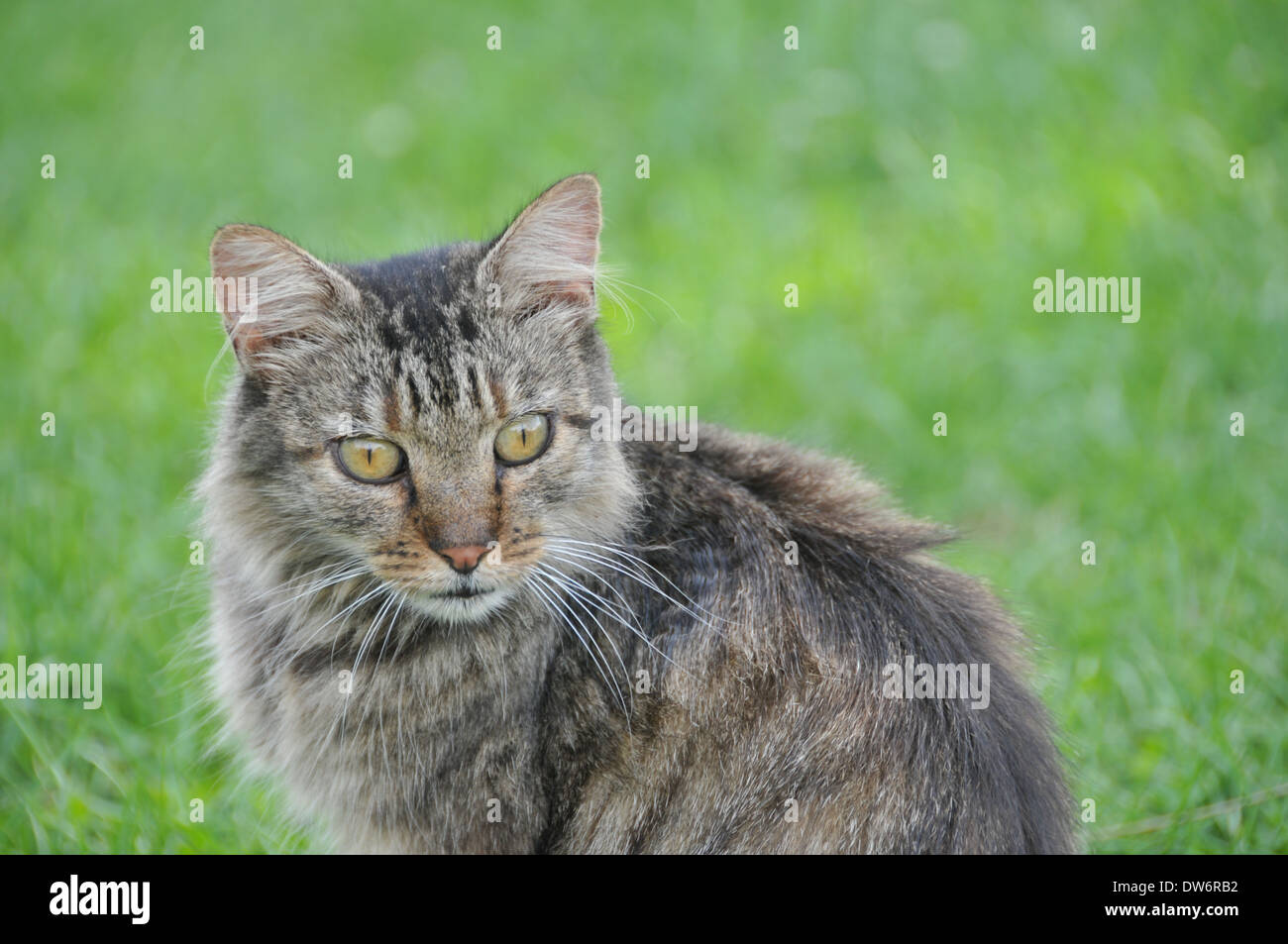 Barn Farm CAT Stock Photo - Alamy