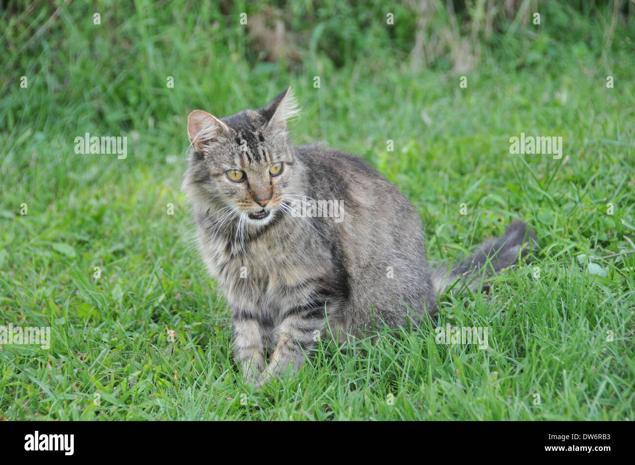 Barn Farm CAT Stock Photo - Alamy