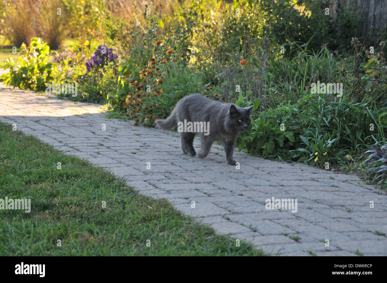 Barn farm cat hi-res stock photography and images - Alamy