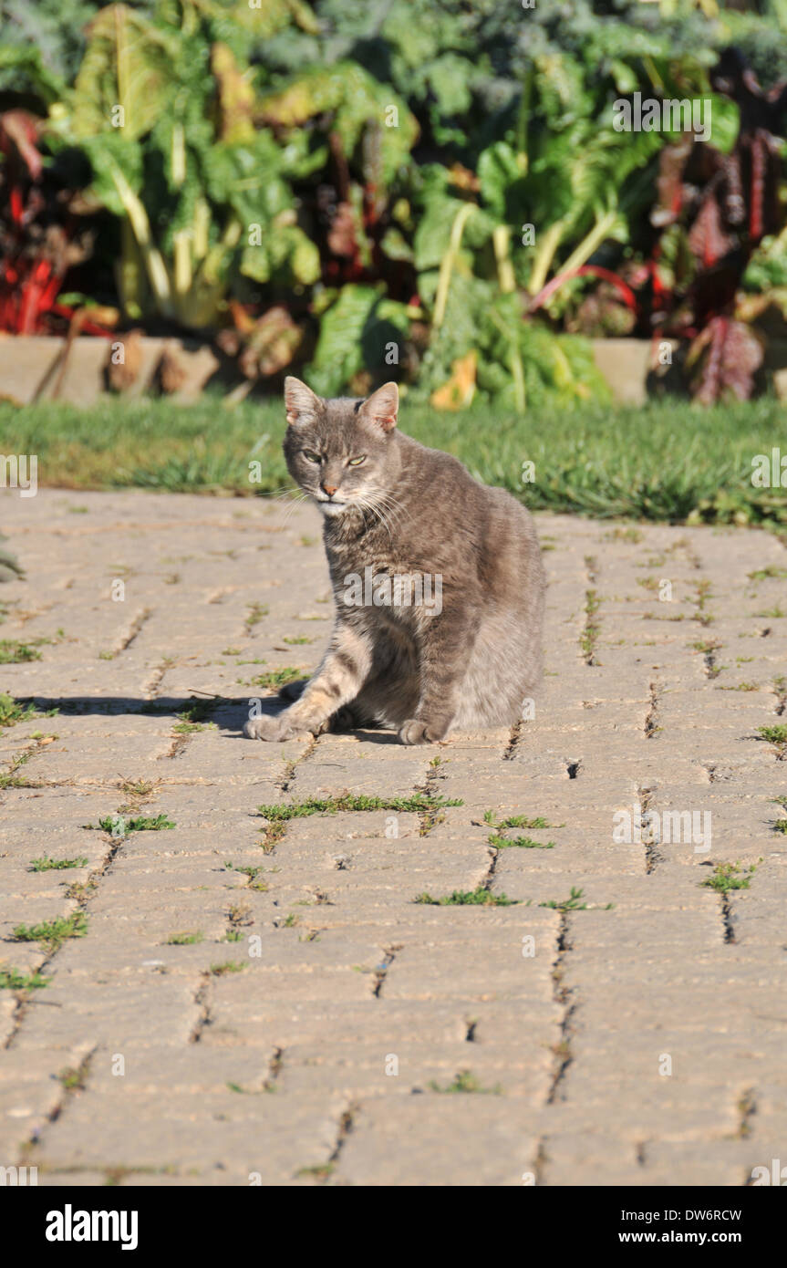 Barn farm cat hi-res stock photography and images - Alamy