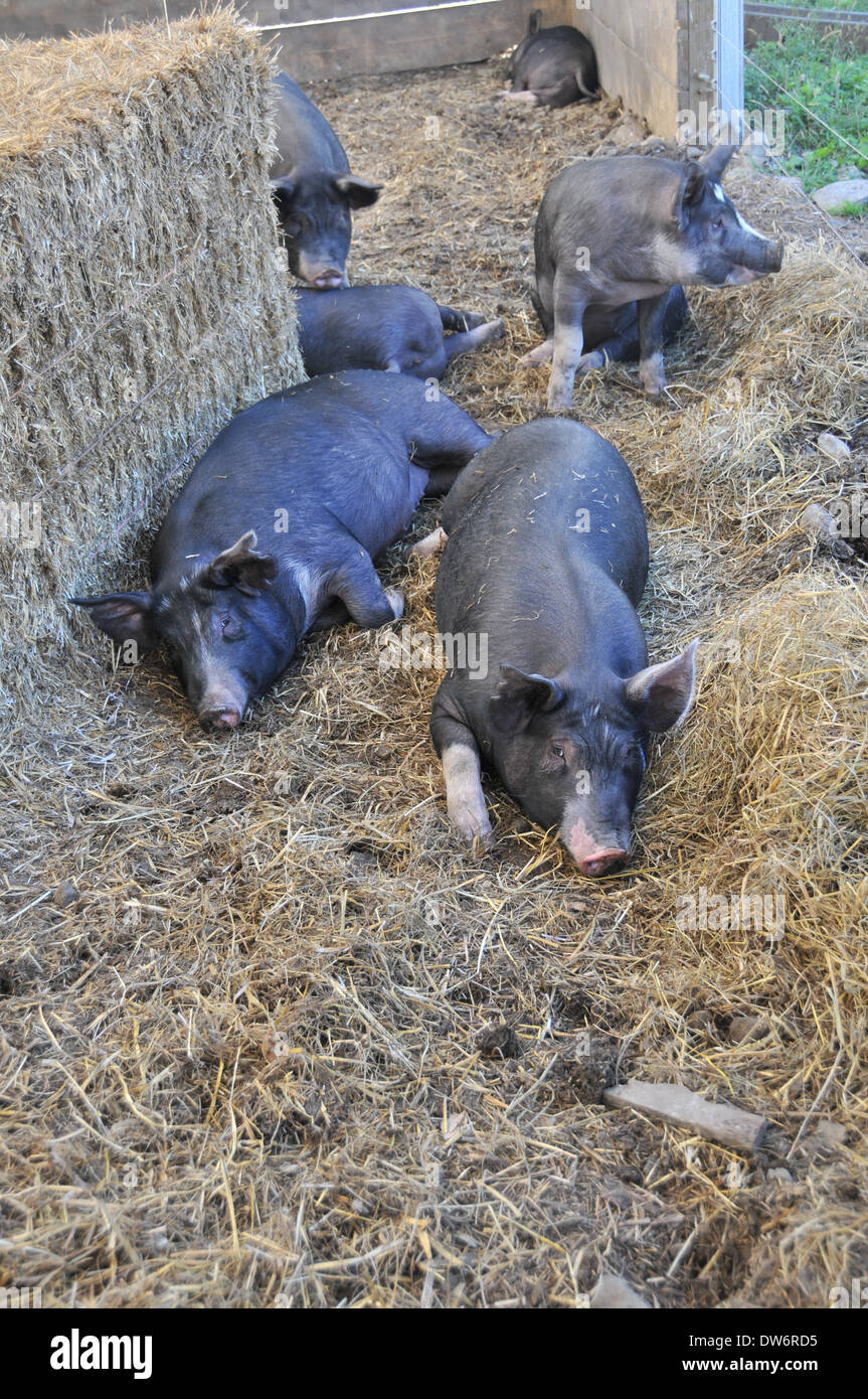 Chicken farm animal icon vector hi-res stock photography and images - Alamy