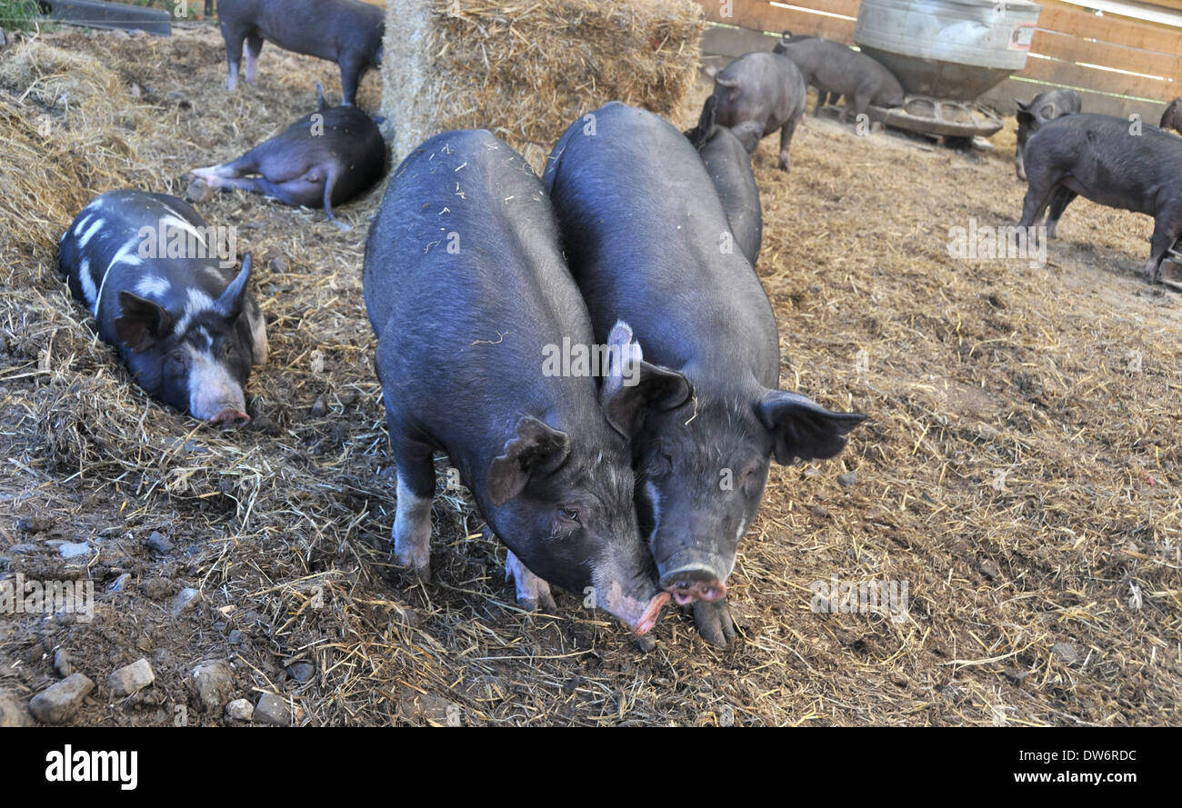Piglet laying down hi-res stock photography and images - Alamy