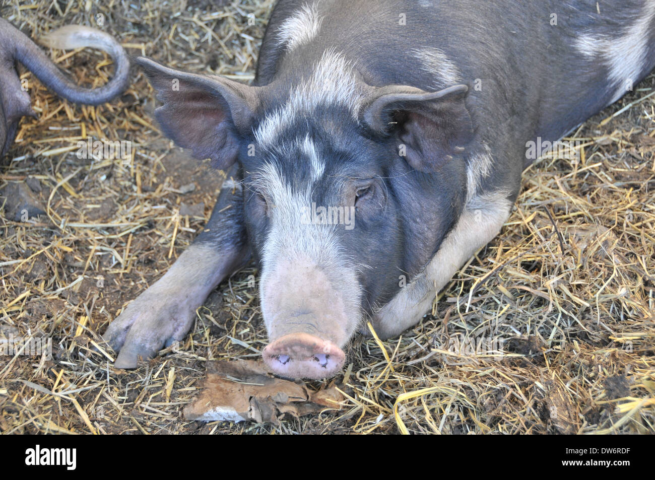 Sleeping pig drawing hi-res stock photography and images - Alamy