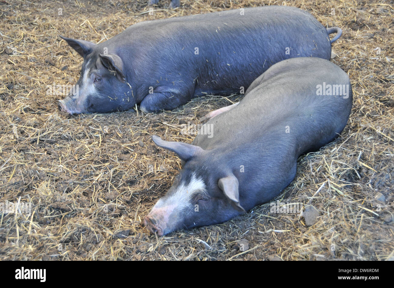 Pigs ears isolated hi-res stock photography and images - Alamy
