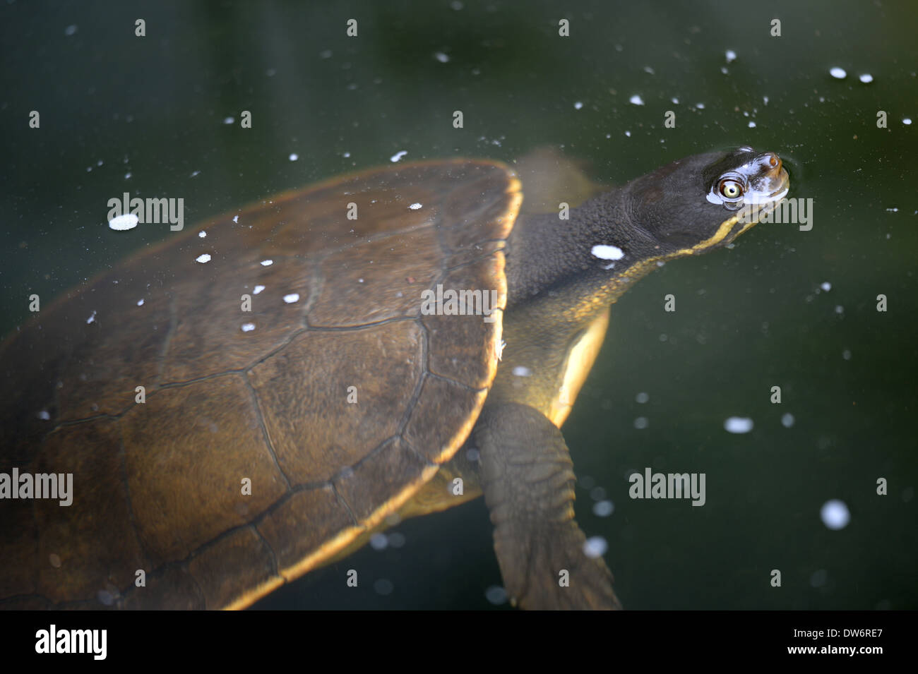 A close up shot of an Australian Murray River Turtle or Short Neck ...
