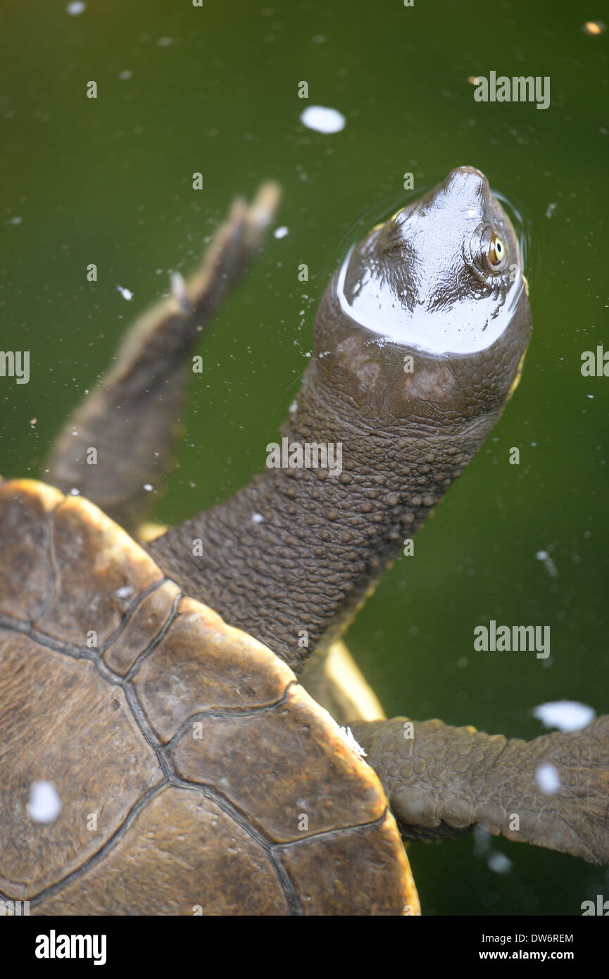 A close up shot of an Australian Murray River Turtle or Short Neck ...