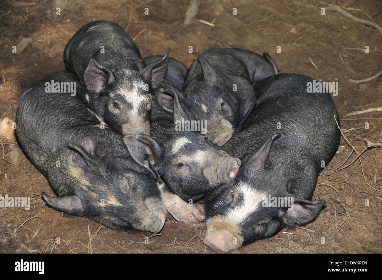 Piglet laying down hi-res stock photography and images - Alamy