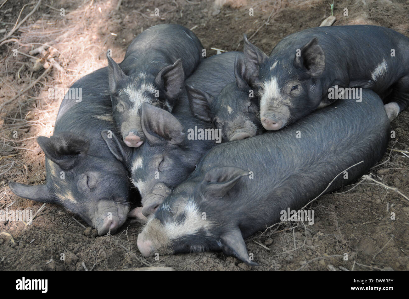 Piglet laying down hi-res stock photography and images - Alamy